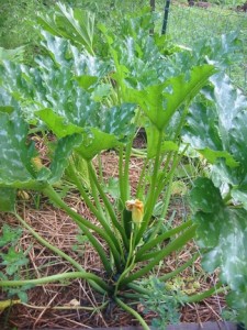 Organic Gardening | Dirt Under My Nails